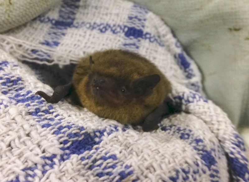 Bat rescue | Sussex Wildlife Trust