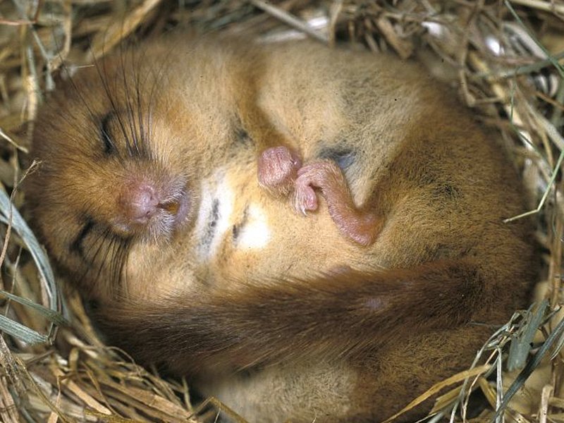The last dormouse in Sussex? | Sussex Wildlife Trust