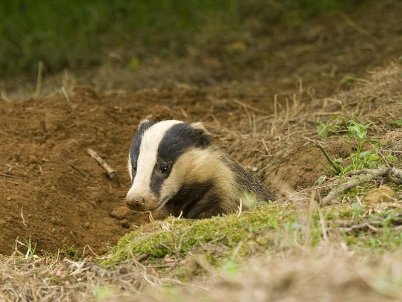Badger baby boom | Sussex Wildlife Trust