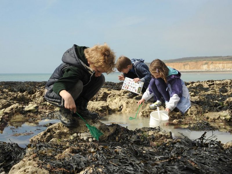 National Marine Week 2017 | Sussex Wildlife Trust