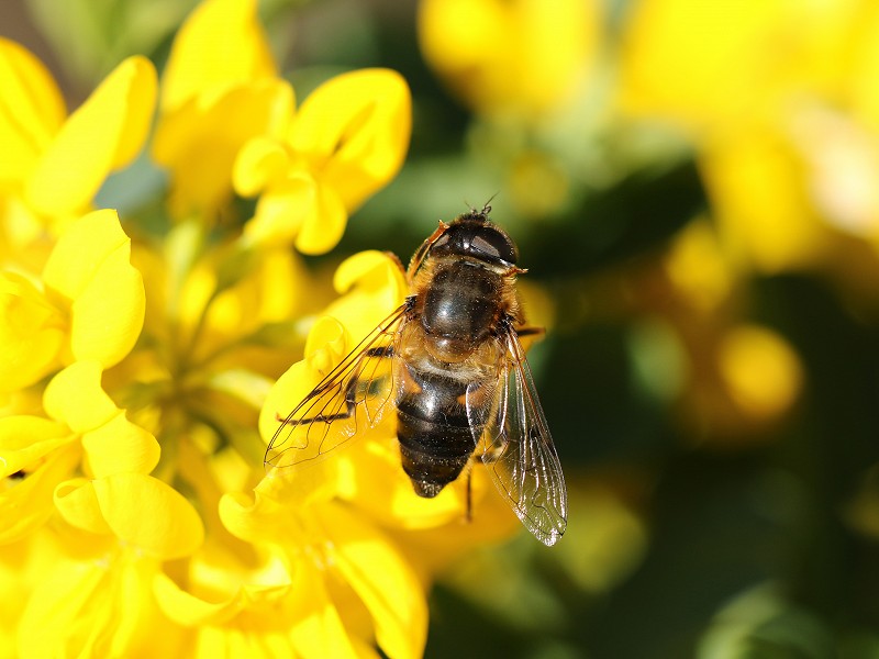 Species of the day: Drone Fly | Sussex Wildlife Trust