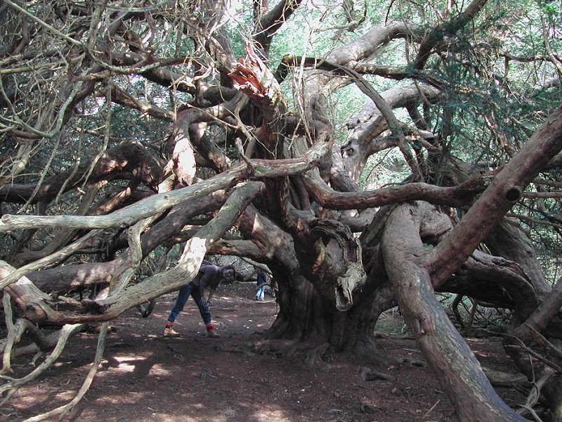 Yew | Sussex Wildlife Trust