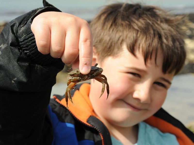 National Marine Week 2018 | Sussex Wildlife Trust