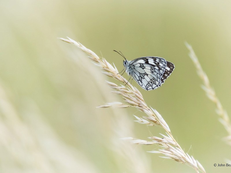 Black And White Butterflies Sussex Wildlife Trust Black And White Butterflies Sussex Wildlife Trust