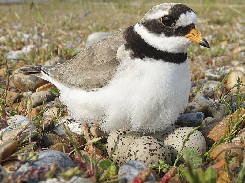 Wonderful Waders | Sussex Wildlife Trust