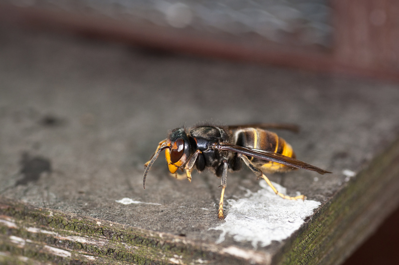 What’s a wasp and who’s a hornet | Sussex Wildlife Trust