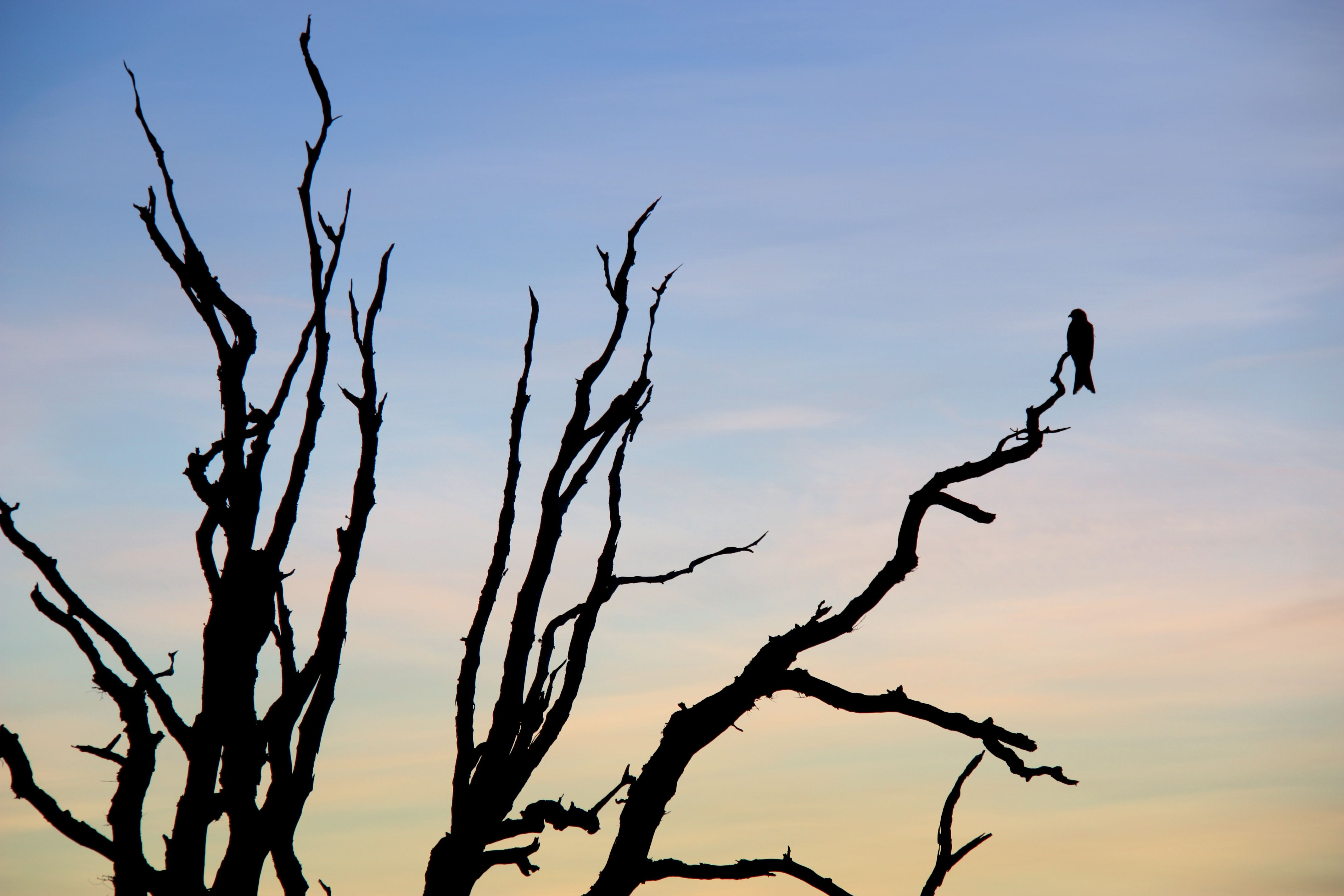 A Red Kite Tale | Sussex Wildlife Trust